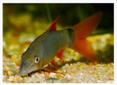 Blue Botia or Red Tailed Botia Fish | Arizona Aquatic Gardens