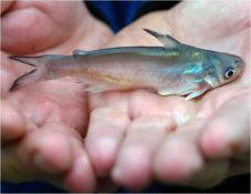 Live Blue Channel Catfish for sale |- Arizona Aquatic Gardens