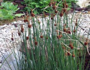 Winter Hardy Pond Marginal Bog Plant - Cattail (Dwarf) or Typha minima ...