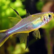 Yellow Rainbowfish Tropical Fish - Arizona Aquatic Gardens