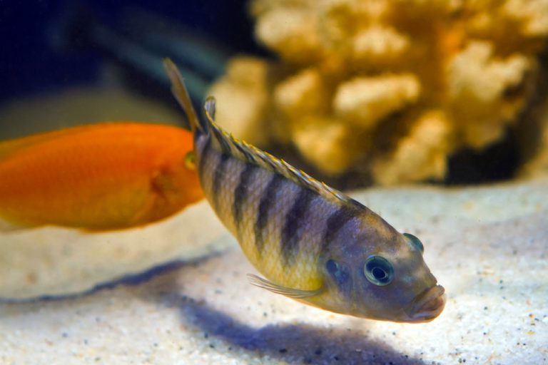 Kenyi African Cichlids Pseudotropheus lombardoi| AzGardens.com