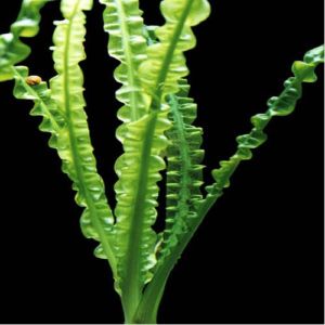 Crinum Aquatica Aquarium Plant | Arizona Aquatic Gardens