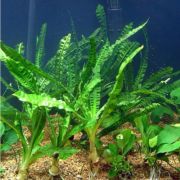 Crinum Aquatica Aquarium Plant | Arizona Aquatic Gardens
