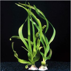 Blyxa Aubertii Aquarium Plant | Arizona Aquatic Gardens