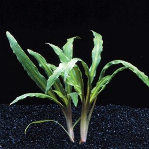 Red Cryptocoryne Wendtii Potted Aquarium Plant | Arizona Aquatic Gardens
