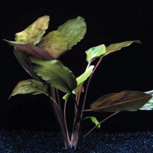 Red Cryptocoryne Wendtii Potted Aquarium Plant | Arizona Aquatic Gardens