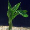 Cryptocoryne Ciliata Aquarium Plant | Arizona Aquatic Gardens