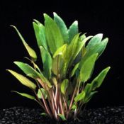 Cryptocoryne Ciliata Aquarium Plant | Arizona Aquatic Gardens