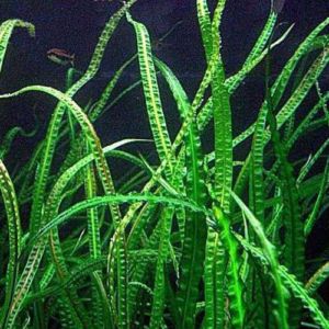 Cryptocoryne Ciliata Aquarium Plant | Arizona Aquatic Gardens