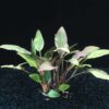 Cryptocoryne Ciliata Aquarium Plant | Arizona Aquatic Gardens