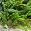 Cryptocoryne Ciliata Aquarium Plant | Arizona Aquatic Gardens