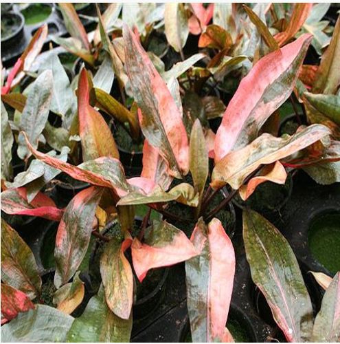 Cryptocoryne Wendtii Florida Sunset Aquarium Plant | Arizona Aquatic ...