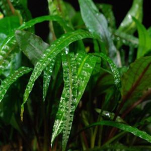 Cryptocoryne Ciliata Aquarium Plant | Arizona Aquatic Gardens