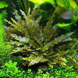 Cryptocoryne Wendtii Florida Sunset Aquarium Plant | Arizona Aquatic ...