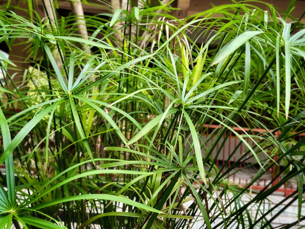 Tropical Pond Marginal Bog Plant - Papyrus King or Cyperus percamenthus ...