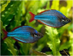 Dwarf Neon Praecox Large Tropical Rainbowfish - Arizona Aquatic Gardens
