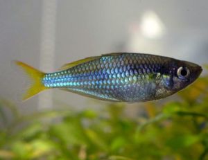 Dwarf Neon Praecox Small Tropical Rainbowfish - Arizona Aquatic Gardens