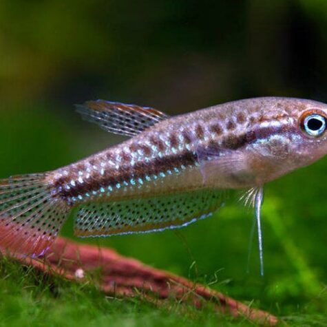 Dwarf Honey Red Gourami Fish | Arizona Aquatic Gardens