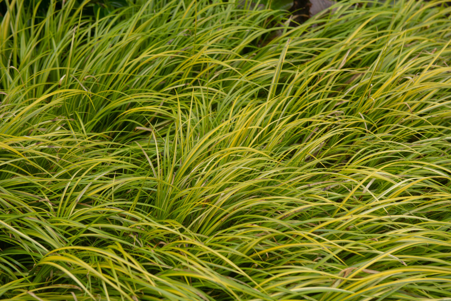 Sweet Flag (Dwarf Variegated), Acorus gramineus Azgardens.com