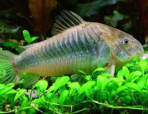 Cory - Emerald Green Brochis Cory Catfish - Arizona Aquatic Gardens