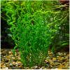 Exotic Vesuvius Aquarium Sword Plant | Arizona Aquatic Gardens