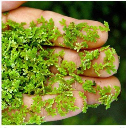 Fairy Moss Azolla or Azolla caroliniana Floating Plant - Arizona ...