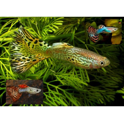 Premium Male Assorted Guppy Freshwater Aquarium Fish AzGardens.com