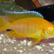 African Cichlids Aquarium Fish Archives | Arizona Aquatic Gardens