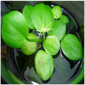 Frogbit American Aquatic Plant for freshwater aquariums | Arizona ...