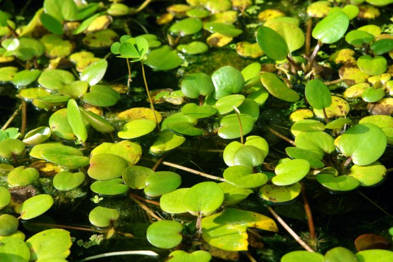 American Frogbit or Limnobium spongia Floating Plant Azgardens