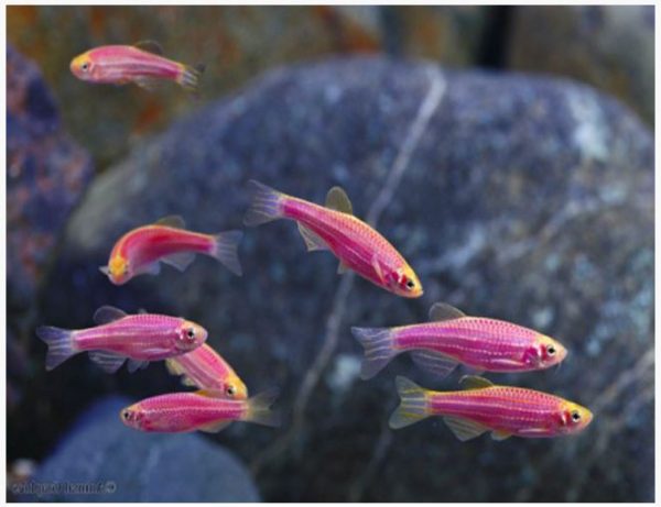 GloFish® Danios Freshwater Aquarium Fish doe sale AzGardens.