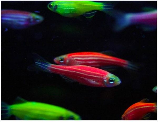 GloFish® Danios Freshwater Aquarium Fish doe sale AzGardens.