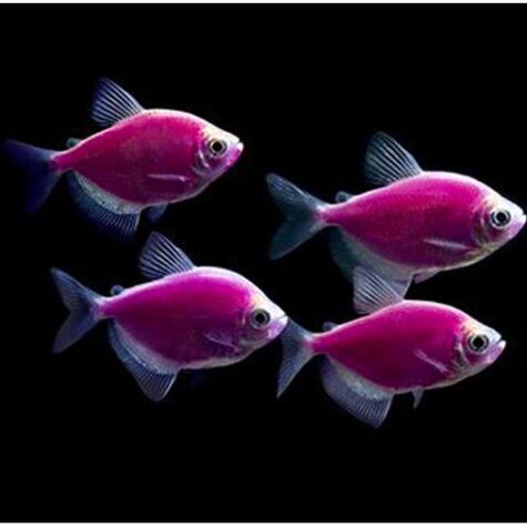 GloFish Tropical Fish For Sale at www.azgardens.com