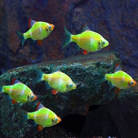 GloFish Starfire Red Angelfish for sale Arizona Aquatic Gardens