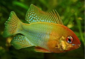 Gold Dwarf Ram Cichlid | Arizona Aquatic Gardens
