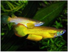 Golden Wonder Killifish | Arizona Aquatic Gardens