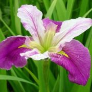 Hardy Wetlands & Bog Plants | Pond Plant Packages