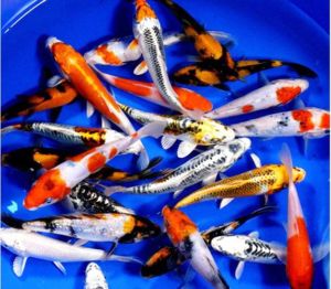 Koi - Japanese Standard Koi - Assorted XLG 10 - 12" - Arizona Aquatic ...
