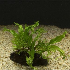 Java Fern Lace Grown on Driftwood | Arizona Aquatic Gardens