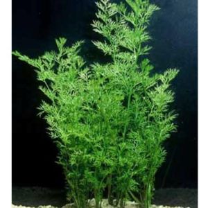 Potted Water Sprite Aquarium Plant | Arizona Aquatic Gardens