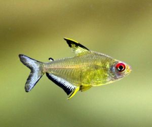 Tetra Fish - Lemon Tetra Tropical Fish - Arizona Aquatic Gardens