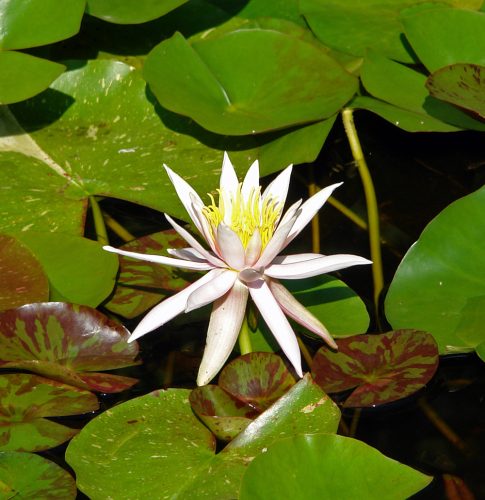Nymphaea 'Arc-en-ciel' Winter Hardy Water Lily