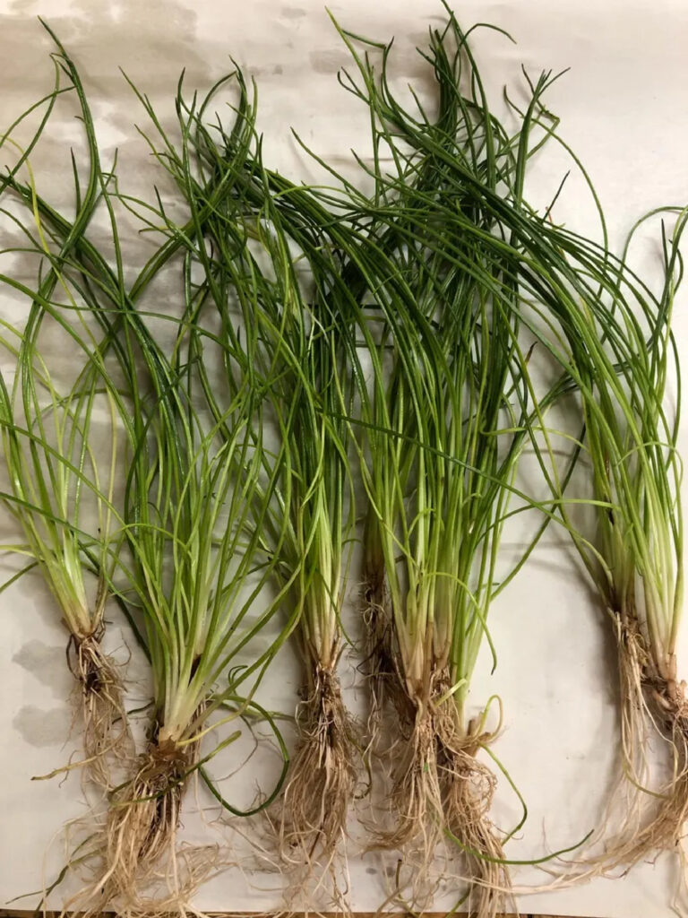 Llittorella uniflora shoreweed Aquarium Plant Azgardens.com