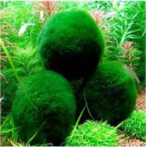 1" Mini Moss Ball Aquarium Plant Aegagropila linnaei | AzGardens