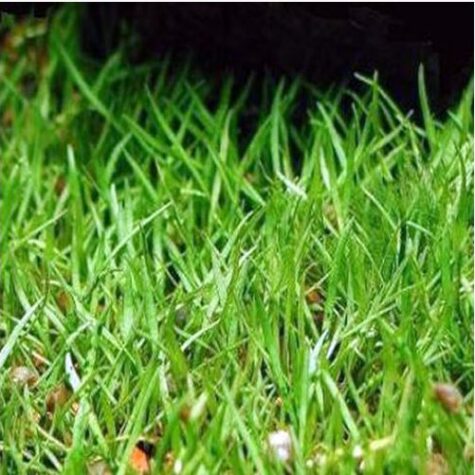 Micro Sword Lilaeopsis mauritiana | Arizona Aquatic Gardens