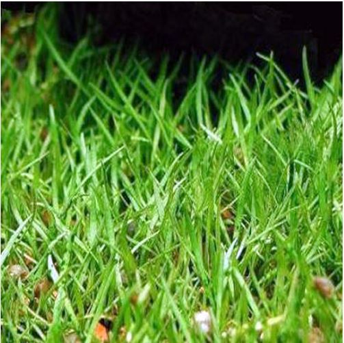 Micro Sword Lilaeopsis mauritiana | Arizona Aquatic Gardens