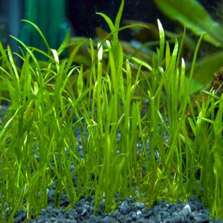 Micro Sword Lilaeopsis mauritiana | Arizona Aquatic Gardens