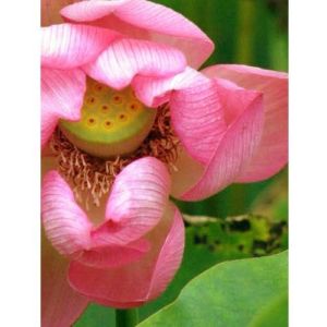 Buy Beautiful Floating Pond Water Lilies & Lotus Pond Plants