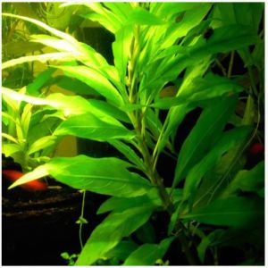 Narrow-Leaf Temple Hygrophila Corymbosa Bunched Aquarium Plant ...