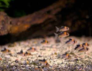 Cory - Corydoras adolfoi Orange Burst Cory or Adolfo's Cory - Arizona ...